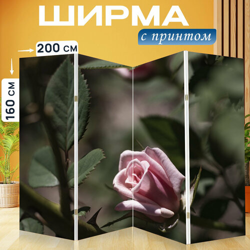 Ширма перегородка с принтом "Роза, розовая роза, цветок" на холсте - 200x160 см. для зонирования, раскладная