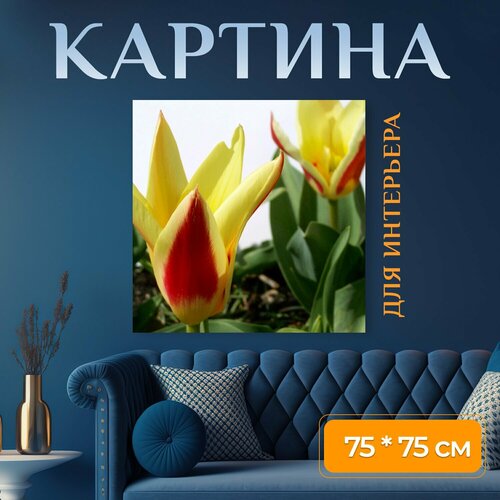 Картина на холсте "Тюльпан, цветок весны, две тонны" на подрамнике 75х75 см. для интерьера