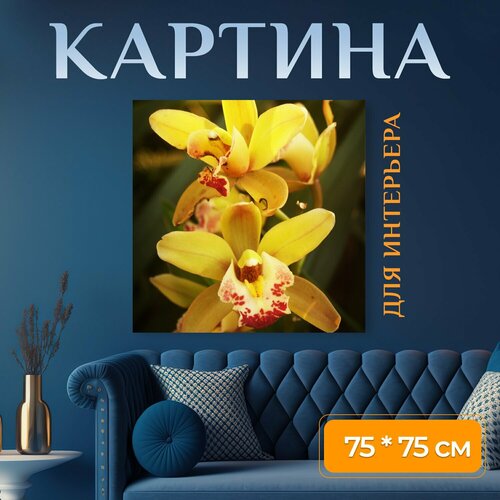 Картина на холсте "Цветок, орхидея, тропический" на подрамнике 75х75 см. для интерьера
