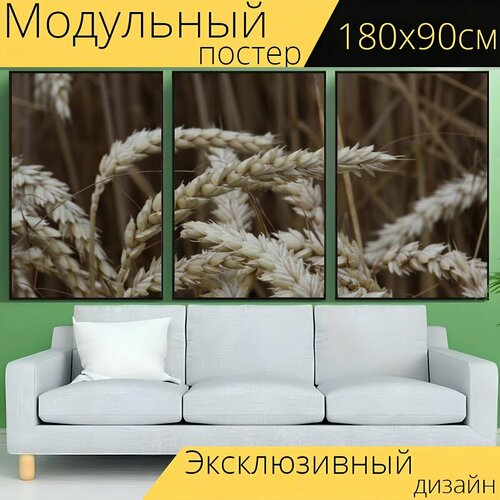 Модульный постер "Пшеница, поле пшеницы, посевы пшеницы" 180 x 90 см. для интерьера