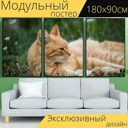 Модульный постер "Кот, домашняя кошка, дикая природа" 180 x 90 см. для интерьера