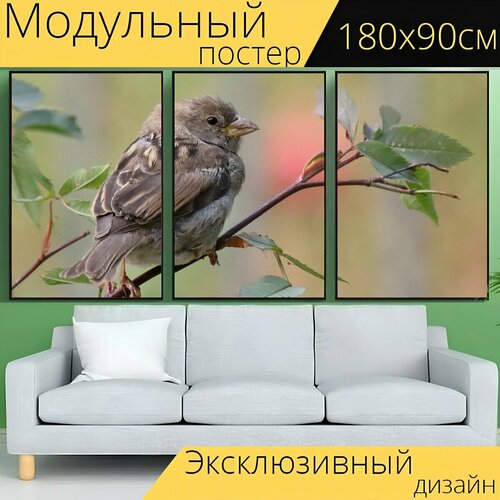 Модульный постер "Воробей, птица, животное" 180 x 90 см. для интерьера
