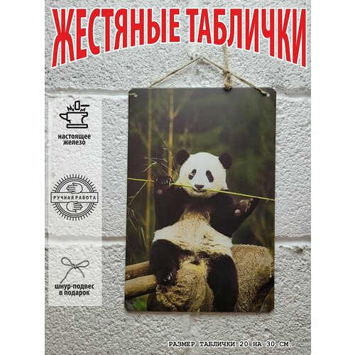 Панда, животные картина постер 20 на 30 см, шнур-подвес в подарок