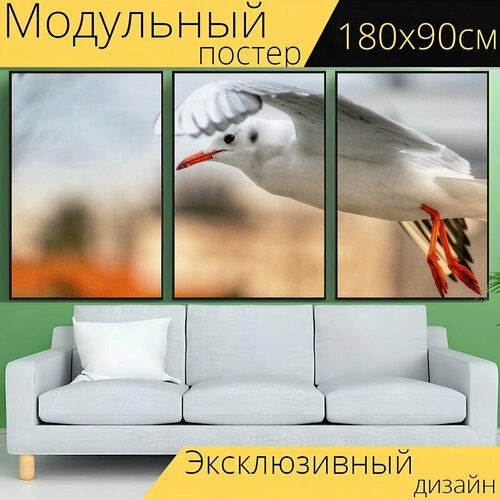 Модульный постер "Чайка, птица, летающий" 180 x 90 см. для интерьера