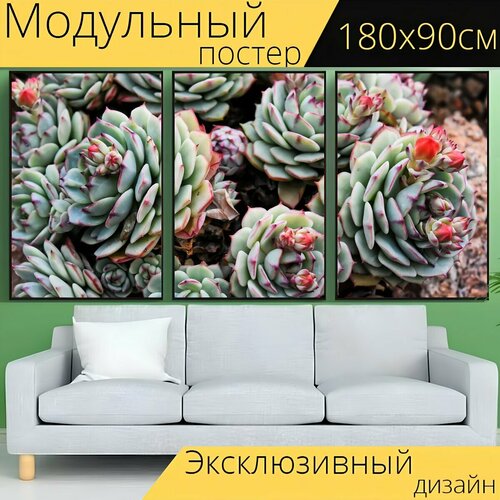 Модульный постер "Кактусы, растения, природа" 180 x 90 см. для интерьера