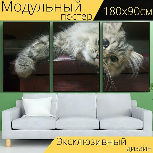 Модульный постер "Кошка, животное, персидский" 180 x 90 см. для интерьера
