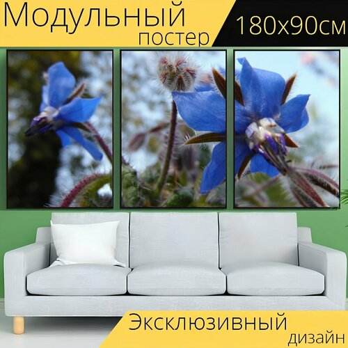 Модульный постер "Синий, огуречник, цветок" 180 x 90 см. для интерьера