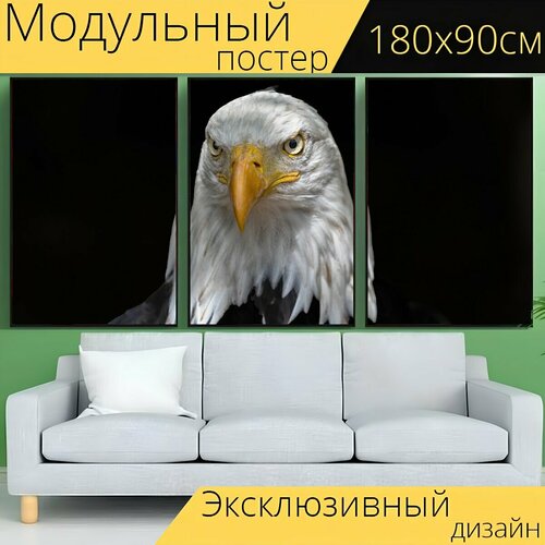 Модульный постер "Орел, птица, хищные птицы" 180 x 90 см. для интерьера