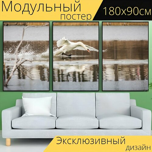 Модульный постер "Лебедь, воды, озеро" 180 x 90 см. для интерьера