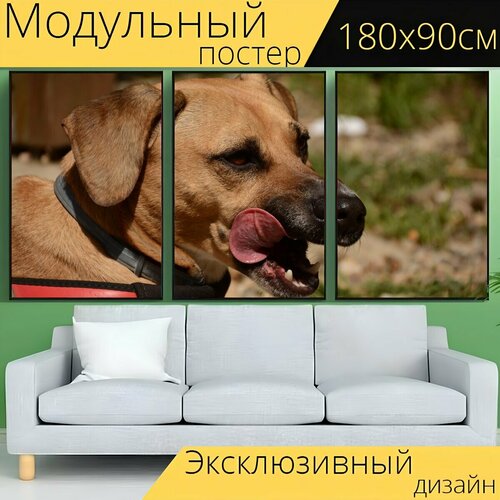 Модульный постер "Собака, коричневый, животное" 180 x 90 см. для интерьера