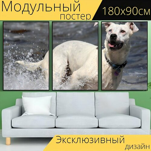 Модульный постер "Собака, действие, игра" 180 x 90 см. для интерьера