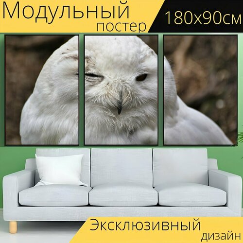Модульный постер "Снежная сова, животное, сова" 180 x 90 см. для интерьера