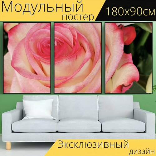 Модульный постер "Белый розовые розы, цветущий, любовь" 180 x 90 см. для интерьера