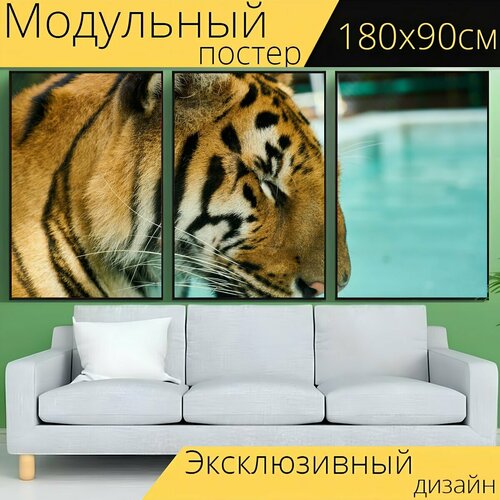 Модульный постер "Тигр, дикий, для" 180 x 90 см. для интерьера