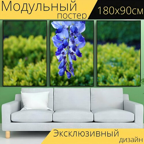Модульный постер "Глициния, цвести, сад" 180 x 90 см. для интерьера