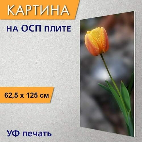 Вертикальная картина на ОСП "Тюльпан, цветок, роса" 62x125 см. для интерьериа