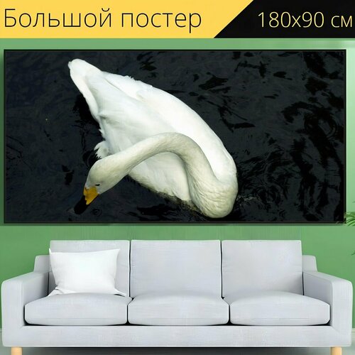 Большой постер "Белый лебедь, водоплавающий, защиты животных" 180 x 90 см. для интерьера