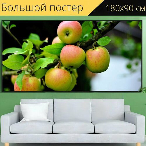 Большой постер "Яблоки, золото, яблоня" 180 x 90 см. для интерьера