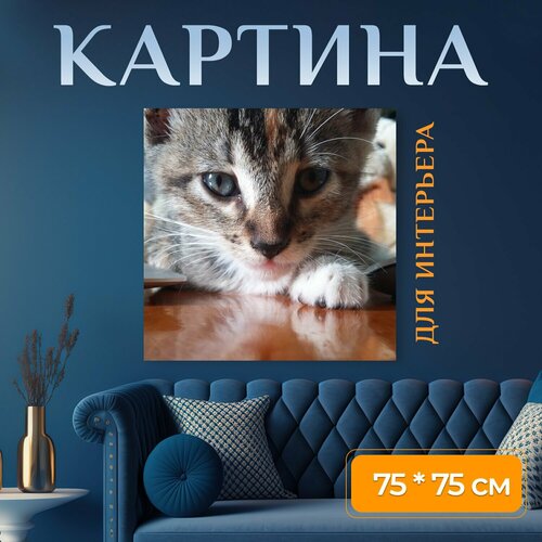 Картина на холсте "Кот, милый, детка" на подрамнике 75х75 см. для интерьера