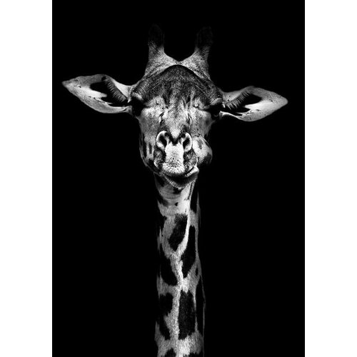 Плакат, постер на бумаге жираф на черном фоне. Из Африки. Размер 60 х 84 см