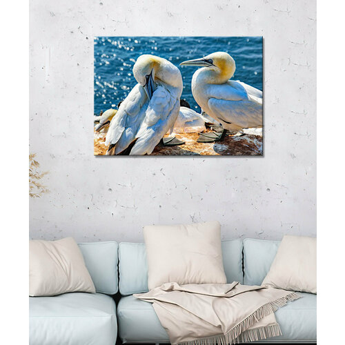 Картина - Олуша, птица олуша, олуша северная птица (6) 60х80