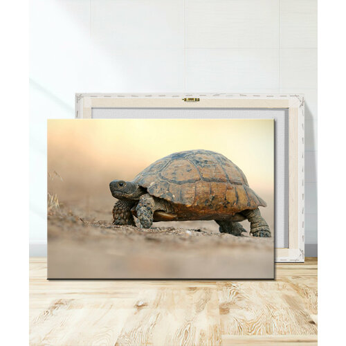 Картина/Черепаха/Черепахи/Речная черепаха/Морская черепаха/Сухопутная черепаха/ - Черепаха (3) 50х70