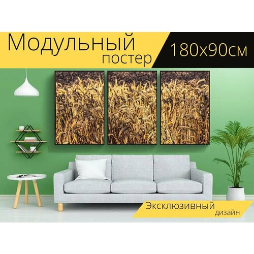 Модульный постер "Зерно, кукурузное поле, поле" 180 x 90 см. для интерьера