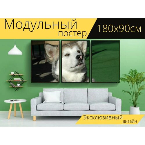 Модульный постер "Аляскинский маламут, щенок, собака" 180 x 90 см. для интерьера