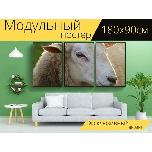 Модульный постер "Овец, шерсть, животное" 180 x 90 см. для интерьера