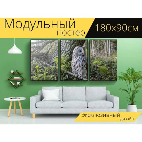 Модульный постер "Уральская сова, strix uralensis, птица" 180 x 90 см. для интерьера