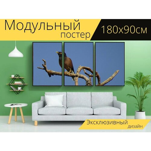 Модульный постер "Обыкновенная майна, индийская майна, птица" 180 x 90 см. для интерьера