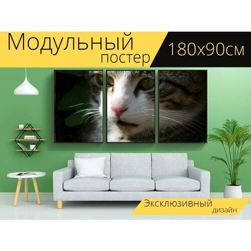 Модульный постер "Кот, мурлыкать, котенок" 180 x 90 см. для интерьера
