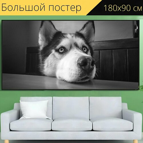 Большой постер "Сибирский хаски, хаски, собака" 180 x 90 см. для интерьера