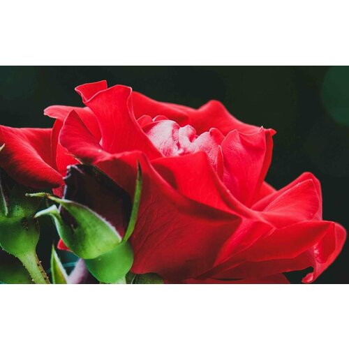 Картина на холсте 60x110 LinxOne "Роза, красный, цветок, бутоны" интерьерная для дома / на стену / на кухню / с подрамником