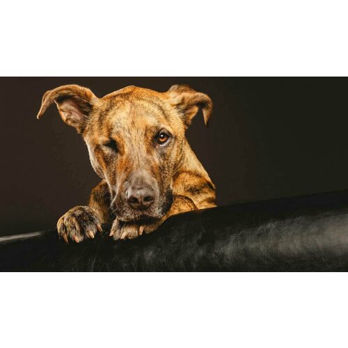 Картина на холсте 60x110 LinxOne "Пес Собака морда лапы взгляд" интерьерная для дома / на стену / на кухню / с подрамником