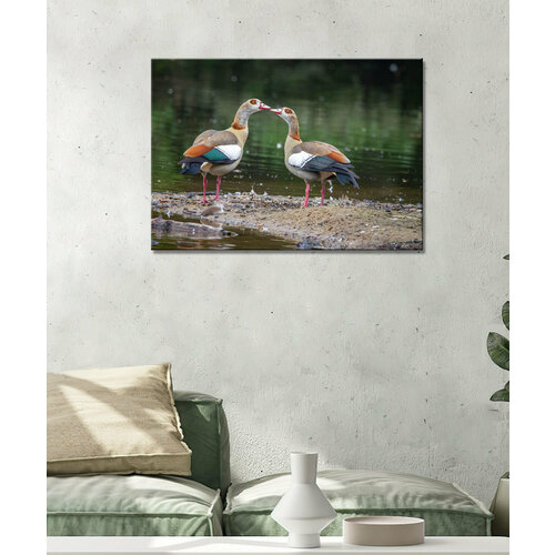 Картина - Гуси, гусь птица, нильский гуь, гуси у воды, гусь водоплавающая птица (50) 40х60
