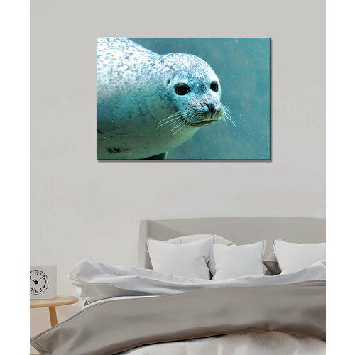 Картина - Морской котик, милый морской котик, ластоногий морской котик, морской котик хищник (1) 60х80