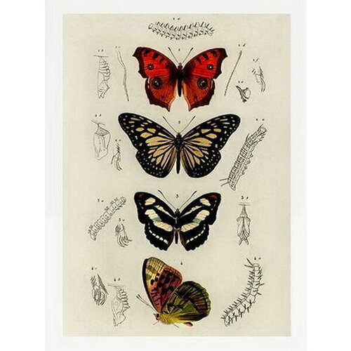 Плакат, постер на бумаге старинная гравюра. Коллекция бабочек. Размер 42 х 60 см