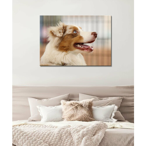Картина - Австралийская овчарка, аусси, аусси собака, овчарка аусси, аусси шерсть, аусси мордочка (44) 50х70