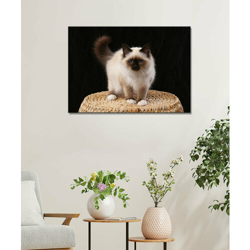 Картина - бирманская кошка, кот, белая шерсть, котёнок, пушистая кошка, ласковая кошка (23) 30х40