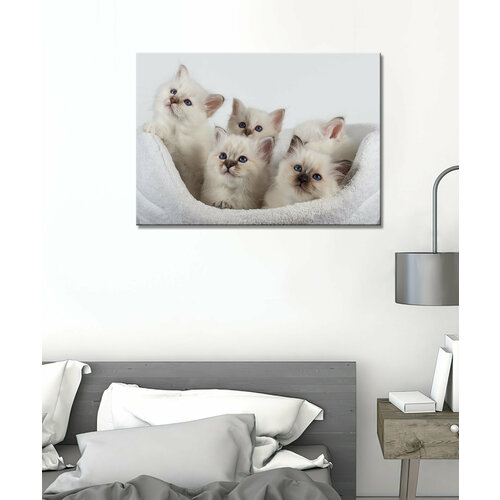 Картина - бирманская кошка, кот, котята, белые котята, голубоглазые котята, пушистые котята (28) 60х80
