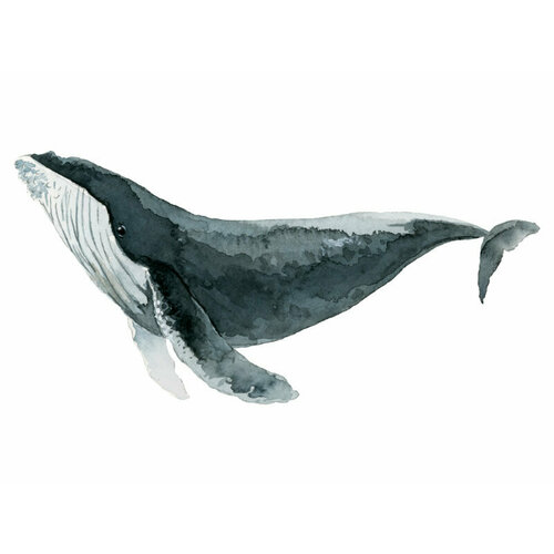 Плакат, постер на бумаге Акварельный кит. Размер 60 х 84 см