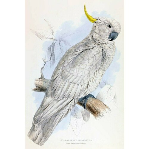 Плакат, постер на бумаге White-headed cockatoo-Edward Lear/Большой белохохлый какаду-Эдвард Лир. Размер 60 на 84 см