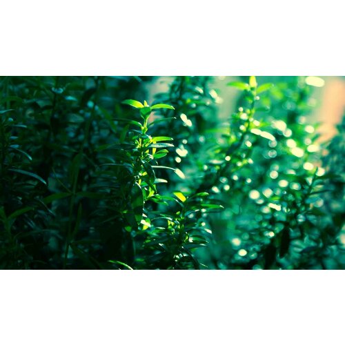 Картина на холсте 60x110 Альянс Лес "Листья свет мирт" на подрамнике / интерьер/ декор