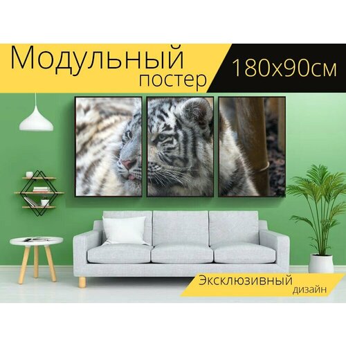 Модульный постер "Тигр, белый, детеныш" 180 x 90 см. для интерьера