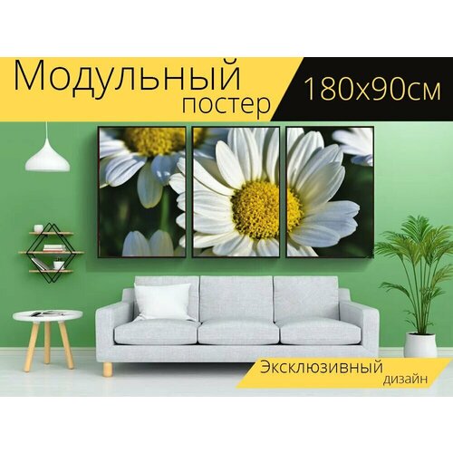 Модульный постер "Маргарит, цветок, цвести" 180 x 90 см. для интерьера
