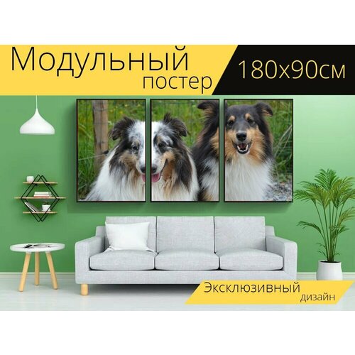 Модульный постер "Собаки, шелти, пара" 180 x 90 см. для интерьера