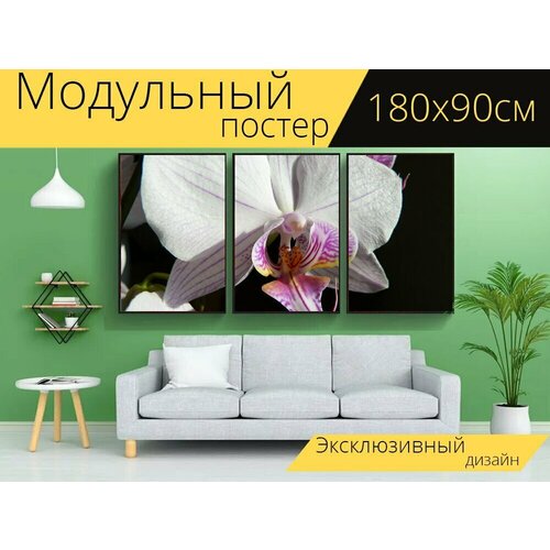 Модульный постер "Орхидея, бабочки орхидеи, фаленопсис" 180 x 90 см. для интерьера