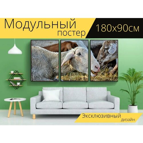 Модульный постер "Овец, голова овцы, стадо овец" 180 x 90 см. для интерьера