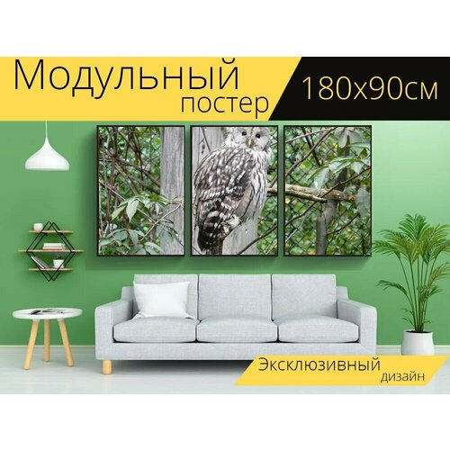 Модульный постер "Уральская сова, сова, уралкауз" 180 x 90 см. для интерьера